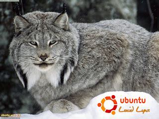 Pengalaman Migrasi Ke GNU Linux E Learning