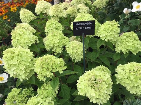 Lovely Compact Hydrangea In Green And White