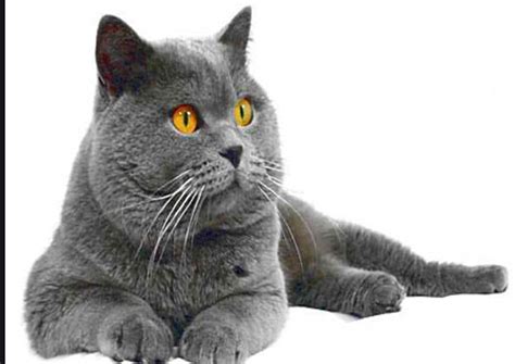 猫有哪些种类？猫的品种有哪些360新知