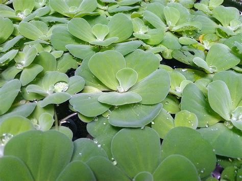 Water Lettuce Pistia Stratiotes Growing Guides