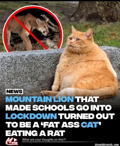 It Was A Fat Ass Cat Breakbrunch