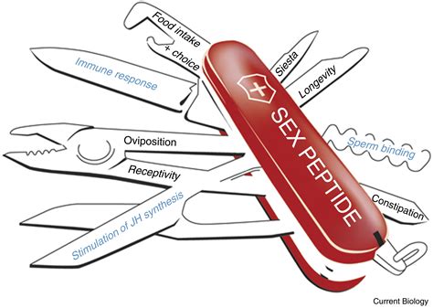 Sexual Behavior How Sex Peptide Flips The Postmating Switch Of Female Flies Current Biology
