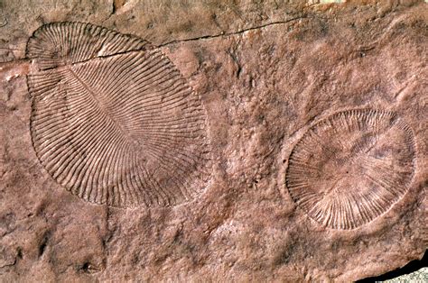 Learning Geology Types Of Fossils