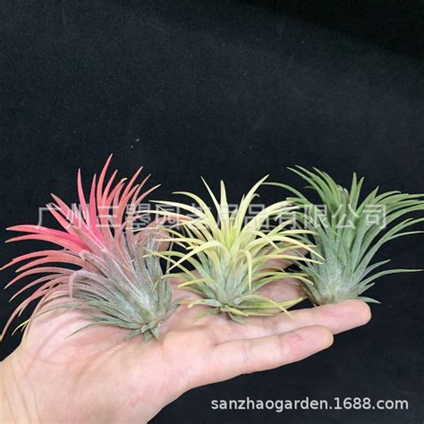空气凤梨 黄精灵T Ionantha Druid基地现货广州农场无土植物批发 阿里巴巴