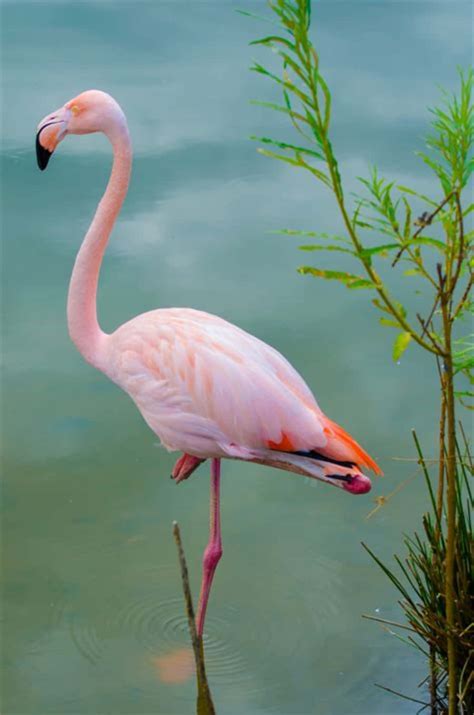 [200 ] Flamingo Pictures