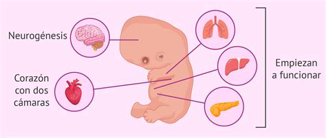 Semana 6 De Embarazo