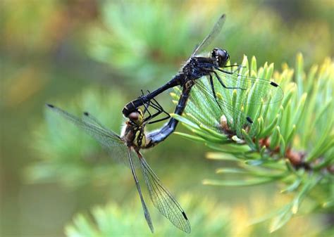 The Bizarre World Of Insect Sex Athens Science Observer