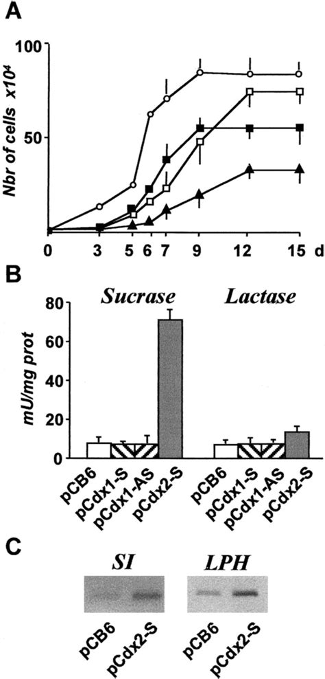 Growth And Differentiation Of The Transfected Cells A Growth Curves