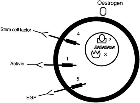 Reverse Transcriptase Polymerase Chain Reaction Detection Of Receptors