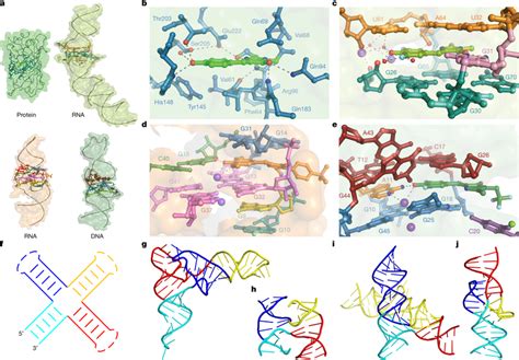 comparison to rna and protein counterparts a molecular surfaces and