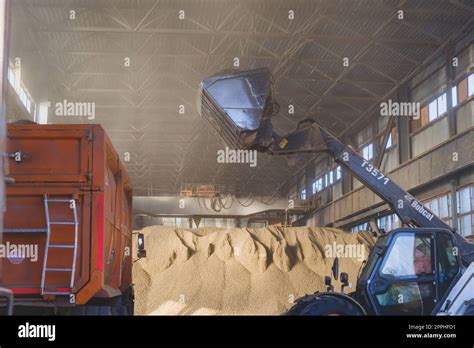Loading Grain From The Storage Into A Grain Truck Load Wheat Grain Agriculture Harvesting