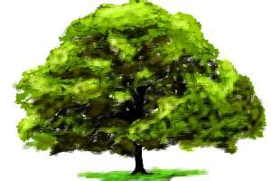 How To Draw A Realistic Tree Colored Easy Way DrawingNow