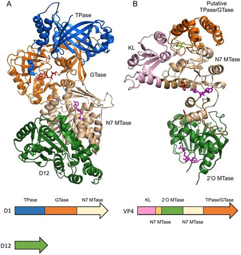 Vaccinia Capping Enzyme Axis Shield Density Gradient Media