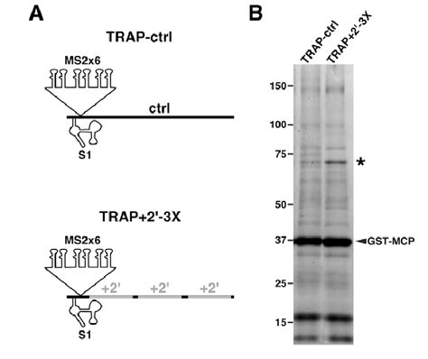 Isolation Of Drosophila Rump By Tandem Rna Affinity Purification A Download Scientific