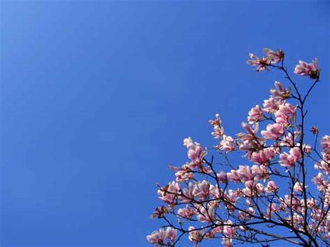 دانلود عکس با کیفیت شکوفه بهاری و آسمان آبی دیجیو