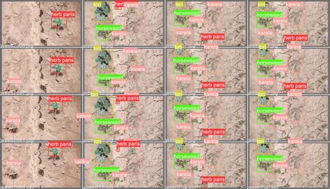 Computer Vision Model Correctly Identifying Crop And Weed Plant Download Scientific Diagram