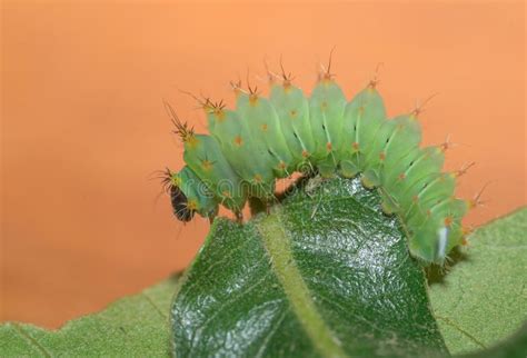 Cuenca Polipímica Pequeña En Una Hoja De Roble Imagen De Archivo