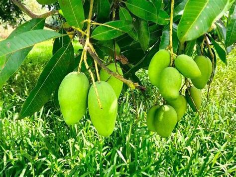 Farm Lot Mango Orchard Lots 🚜 October 2024 In Jalajala Rizal For Sale