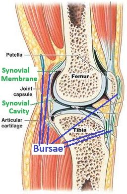 Bursitis Information