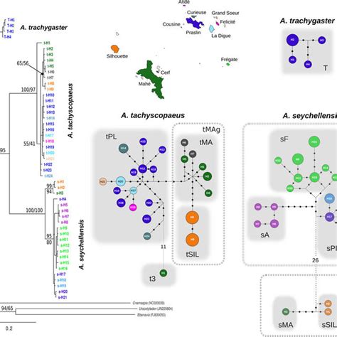 Species Delimitation Results Poisson Tree Processes Ptp And Bpp A