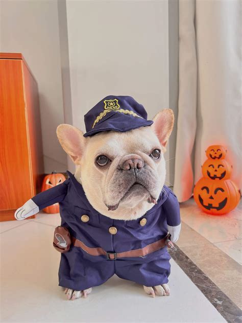 Funny French Bulldog Costumes