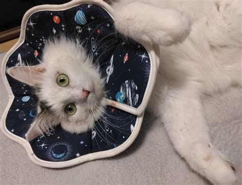 疲れたにゃ 猫のアリスの部屋