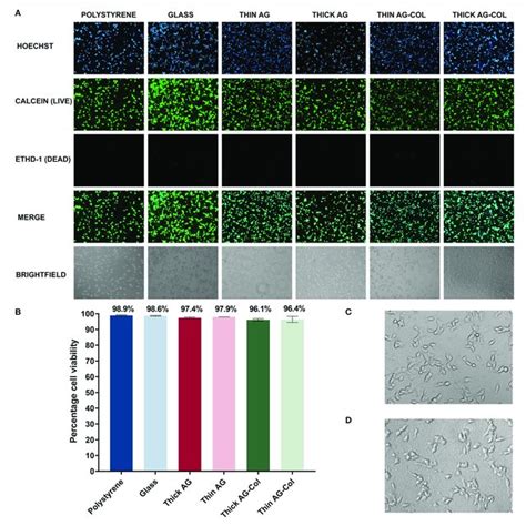 The Biocompatibility Of The Gradient Generator And Hydrogels Used Was