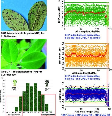 Qtl Seq Approach For Mapping Genomic Regions Controlling Late Leaf Spot