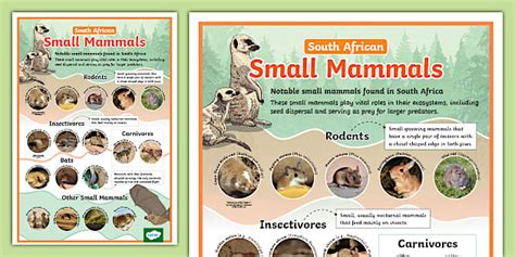 South African Small Mammals Poster Twinkl Za Twinkl