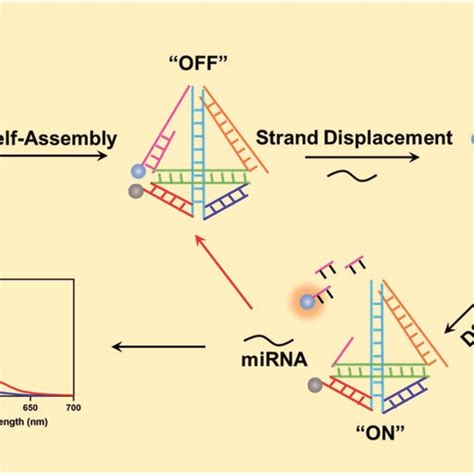 The Working Principle Of The Proposed Method For In Situ Mirna Imaging Download Scientific