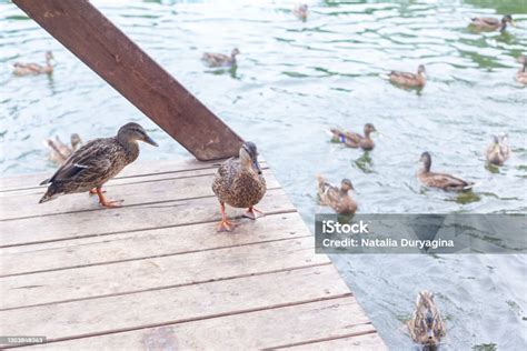 물과 나무 바닥에 청둥오리의 그룹 연못이나 호수에서 철새를 이주합니다 자연의 아름다움 생물애호가 0명에 대한 스톡 사진 및 기타