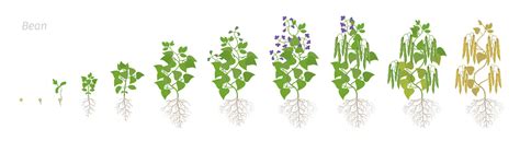 뿌리와 콩 식물의 성장 단계 콩 가족 Fabaceaa단계는 숙성 기간을 설정합니다 라이프 사이클 애니메이션 진행 식물에 대한 스톡 벡터 아트 및 기타 이미지 Istock