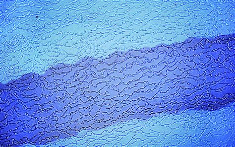 หลักการทำงานของ Polarized Light Microscope