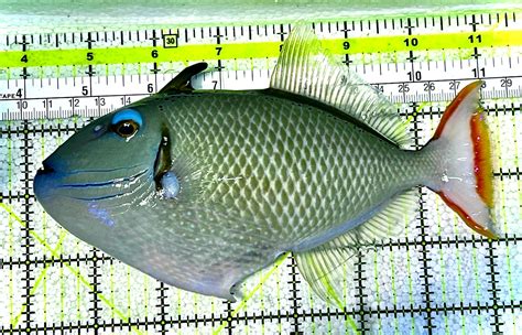 Crosshatch Triggerfish Cht022801 Wysiwyg Size L 7 Hawaii Violet