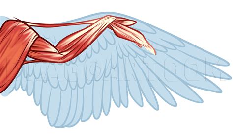 Bird Wing Muscle Anatomy