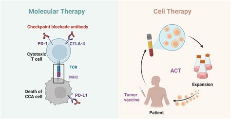 Schematics Of Molecular And Cell Therapy In Cholangiocarcinoma The Download Scientific Diagram