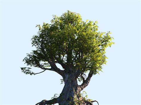 아카시아 나무 애니메이션 3d 모델 199 Fbx Max Unknown Free3d