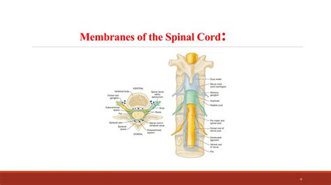 Subarachnoid Block A Brief Insight Pptx Brain And Nervous System Disorders Diseases And