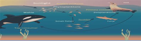 The Ocean Food Chain Download Scientific Diagram