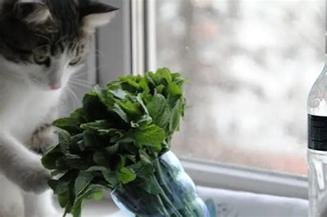 Мятный ликер от Эркюля Пуаро Четыре вкуса Медиаплатформа МирТесен