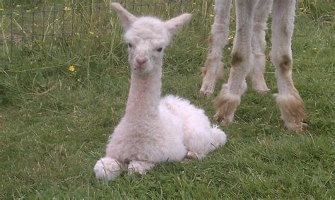 Alpaca Babies · Growing Season