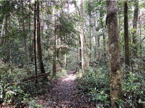 The Habitat Of Synchroa Formosana Sp Nov At The Type Locality