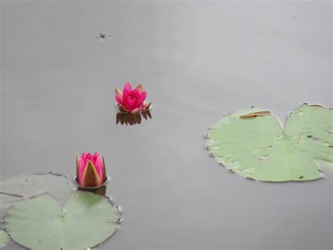 Premium Photo Pink Flower Floating On Water