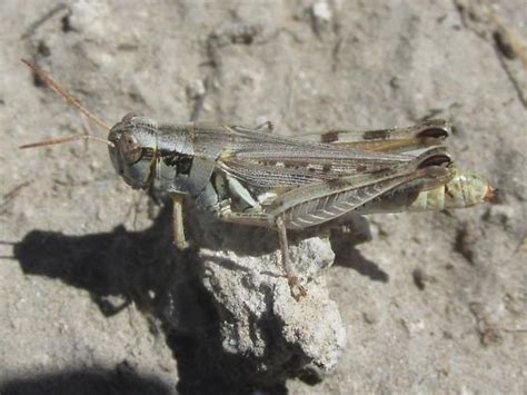 Melanoplus Confusus Bugguidenet