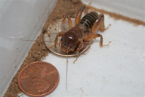 Potato Bug Aka Jerusalem Cricket With Quarter And Penny Flickr