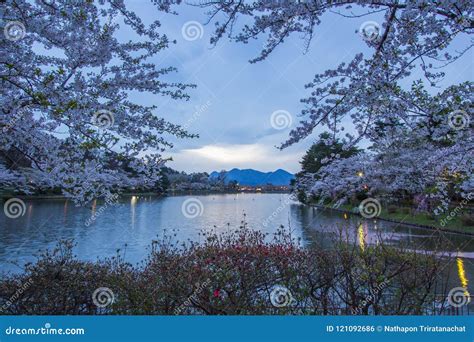 Cherry Trees Around Takamatsu Pond In Takamatsu Parkmoriokaiwate