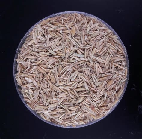 농진청 귀리껍질 여성 갱년기 증상 개선에 효과 파이낸셜뉴스