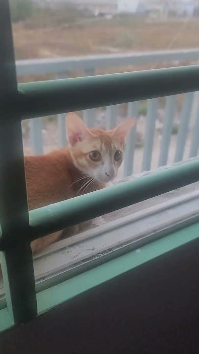 Cat Caton Cartooncharacter Catshorts Catlover Catlover Cattoon