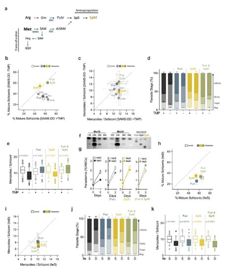 Polyamines Regulate Parasites Response To Methionine Depletion 689 Download Scientific