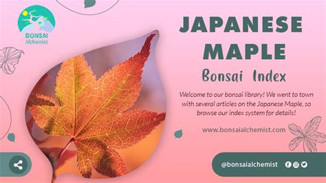 Japanese Maple Bonsai Index Ultimate Bonsai Library